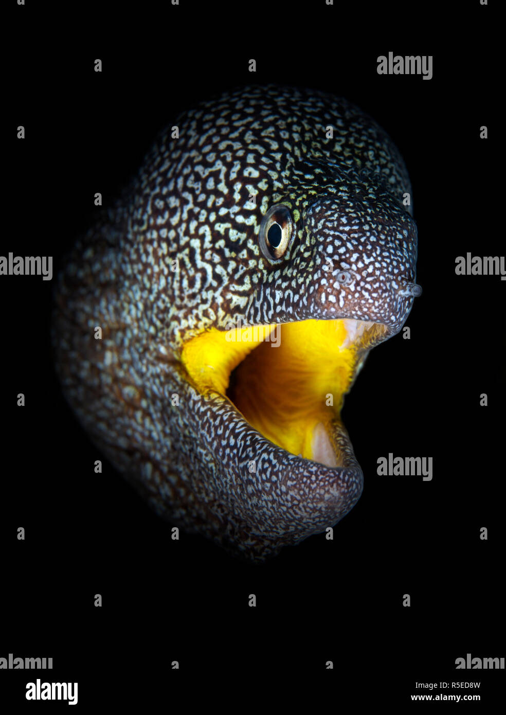 Underwater yellow mouth moray hi-res stock photography and images - Alamy