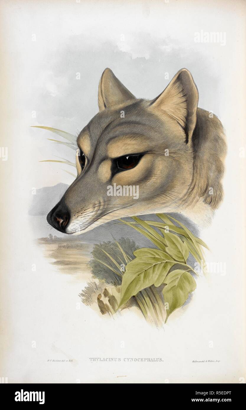 Thylacinus Cynolephalus, Gould. Common name: Tasmanian wolf, also known ...