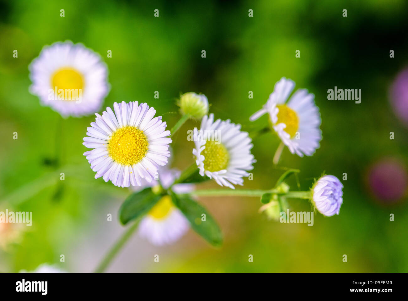 Closeup Daisy flower Stock Photo - Alamy