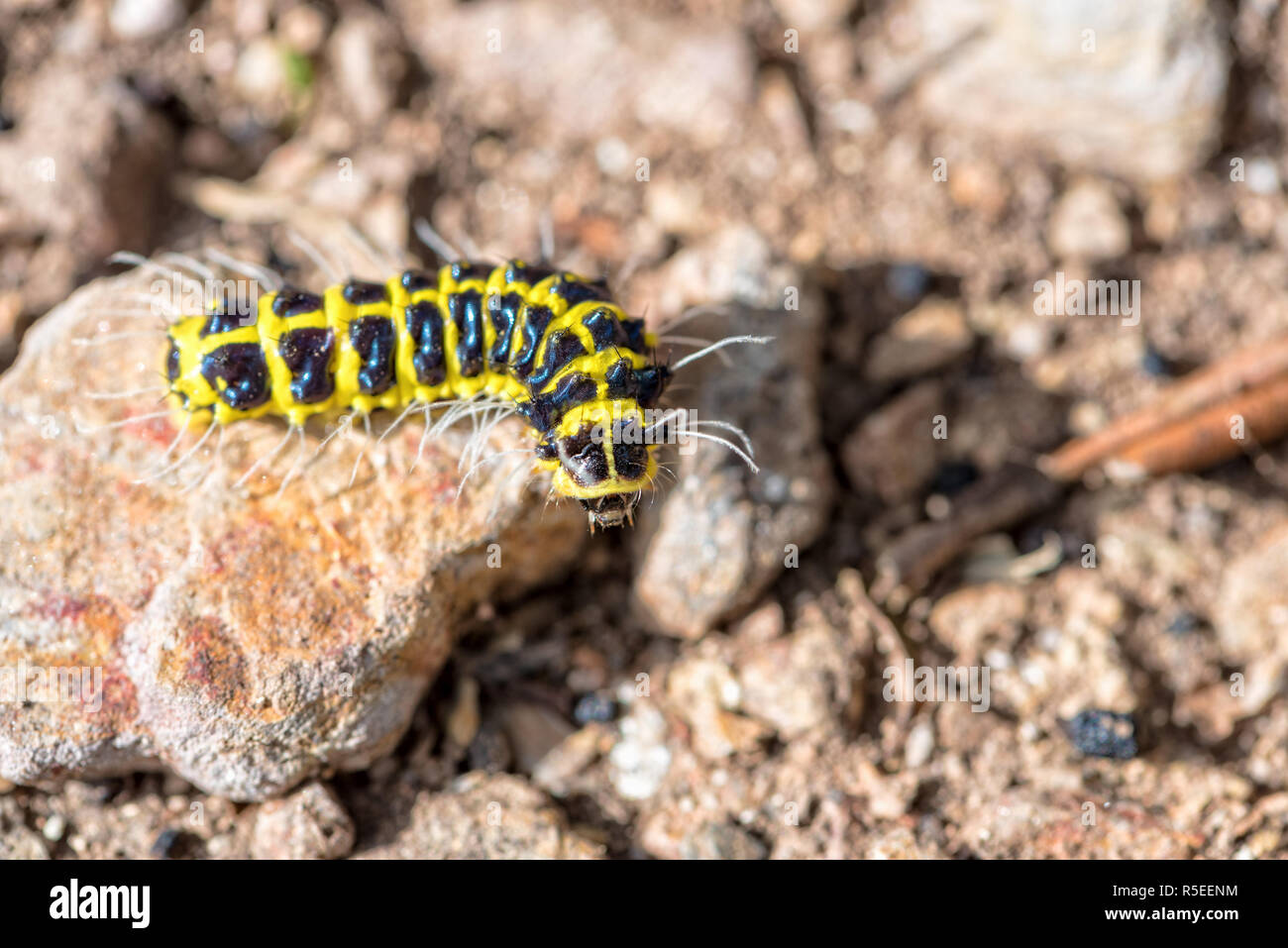 Little worm hi-res stock photography and images - Alamy