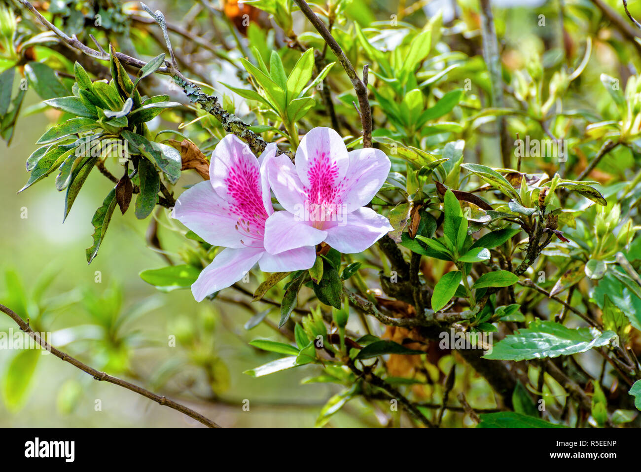George Taber Azalea Stock Photo - Alamy