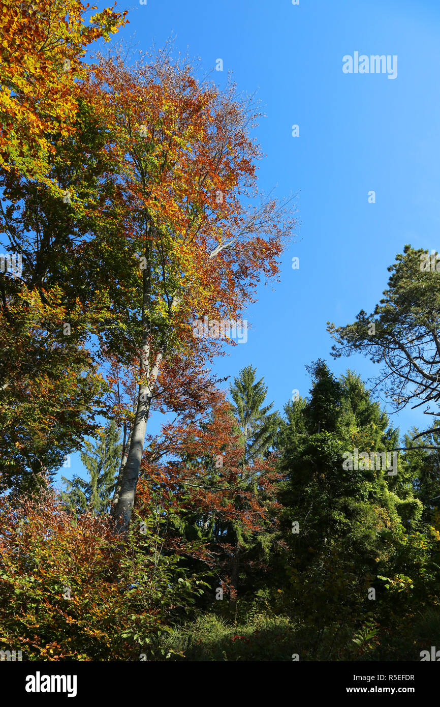 Detached fir tree forest hi-res stock photography and images - Alamy