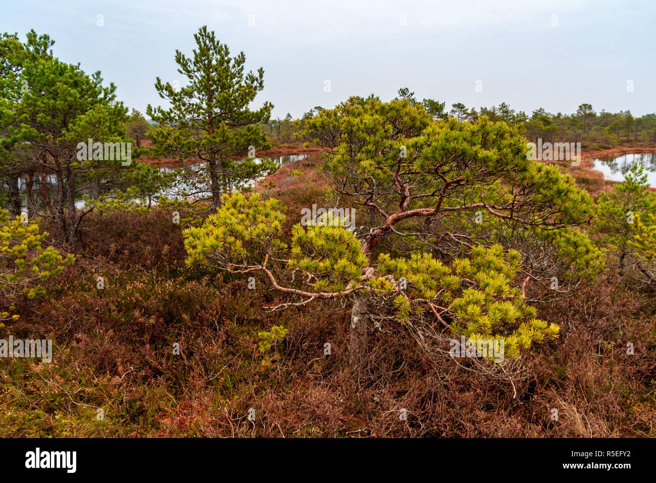 pine tree trunks and branches with green needles in swamp area. bright ...