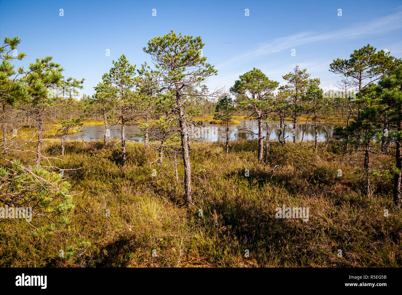 pine tree trunks and branches with green needles in swamp area. bright ...