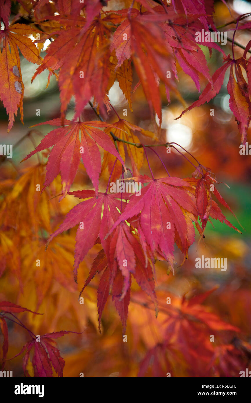 Japanese acer tree hi-res stock photography and images - Alamy