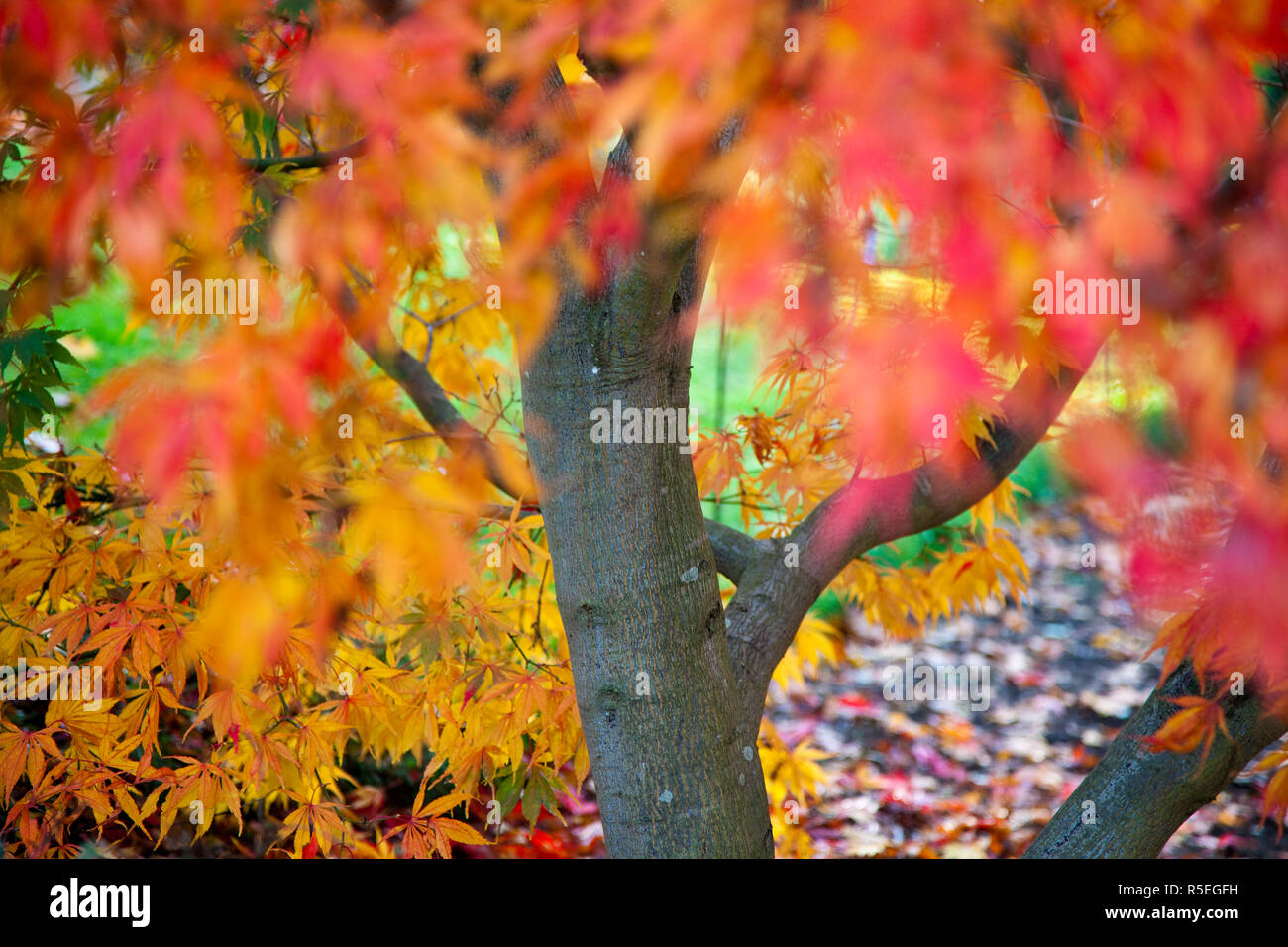 Japanese acer tree hi-res stock photography and images - Alamy