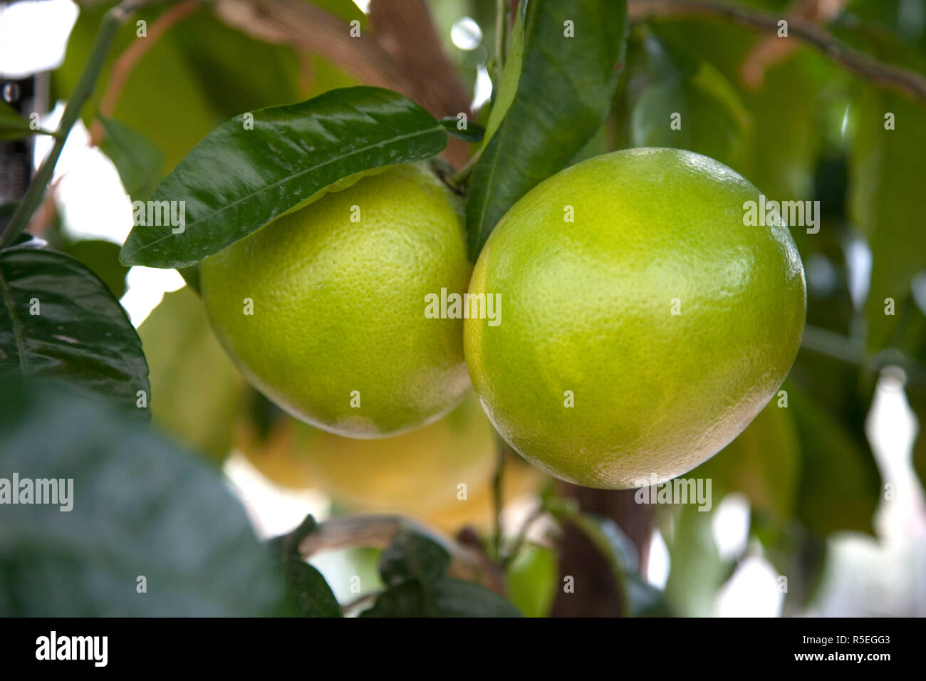 Grapefruits growing grapefruit tree hi-res stock photography and images ...