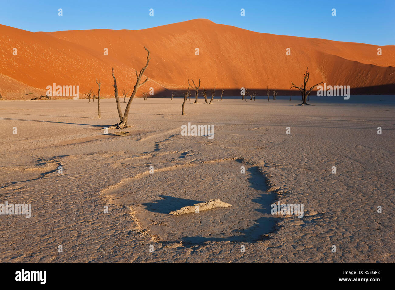 Dead trees in dried clay pan, Namib Naukluft National Park, Namibia ...