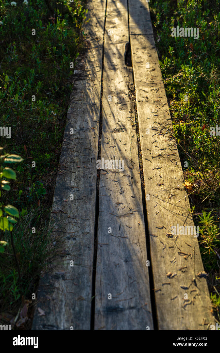 wooden plank footpath boardwalk in swamp area for recreation tourists ...