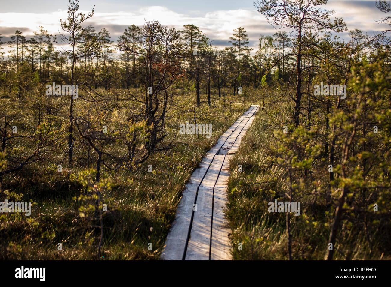 wooden plank footpath boardwalk in swamp area for recreation tourists ...