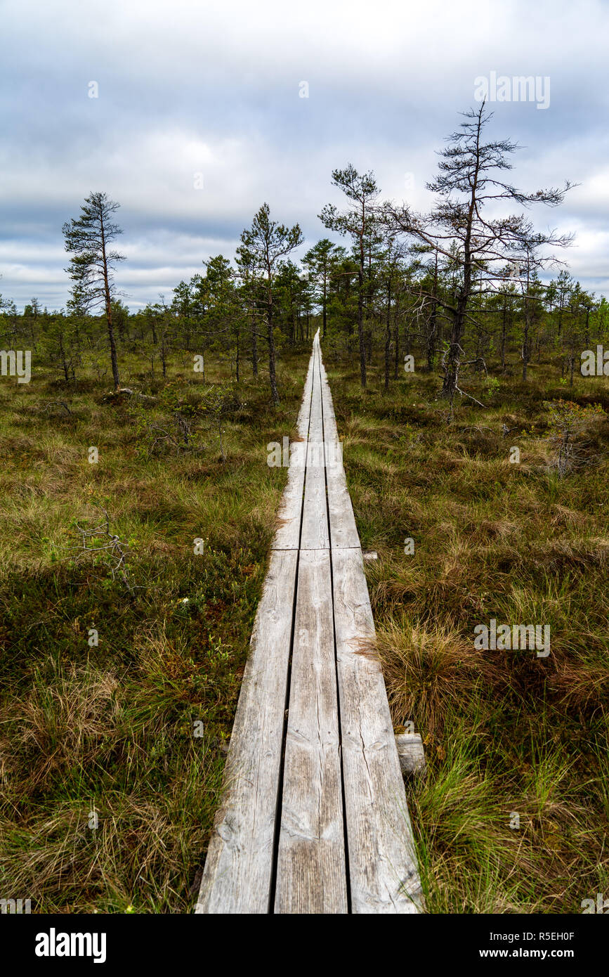 wooden plank footpath boardwalk in swamp area for recreation tourists ...