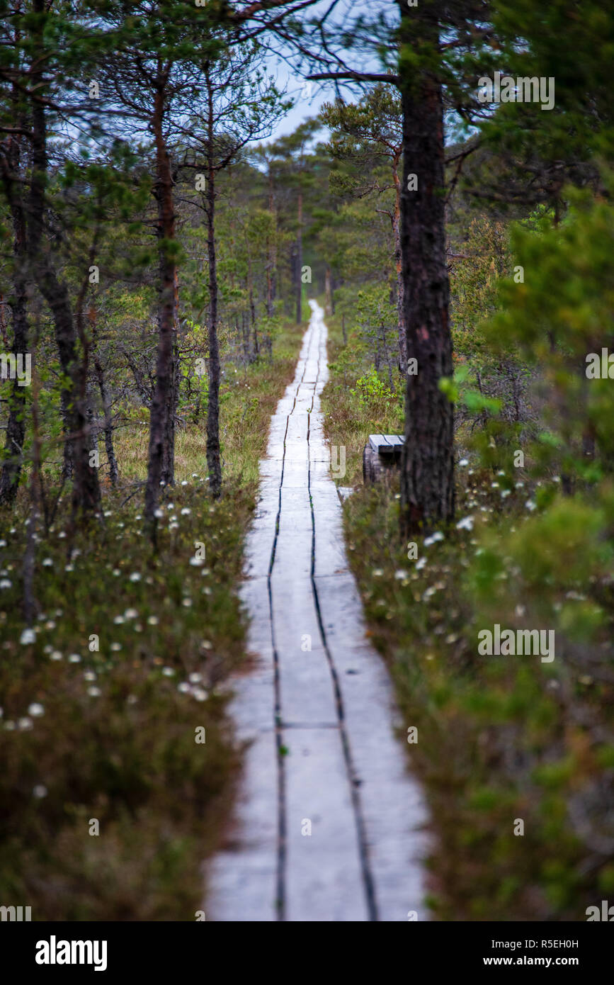 wooden plank footpath boardwalk in swamp area for recreation tourists ...