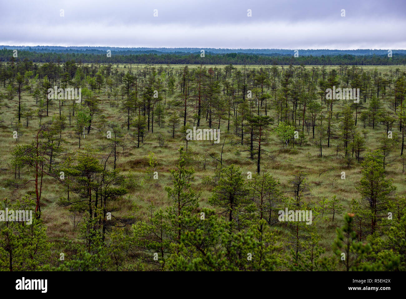 pine tree trunks and branches with green needles in swamp area. bright ...