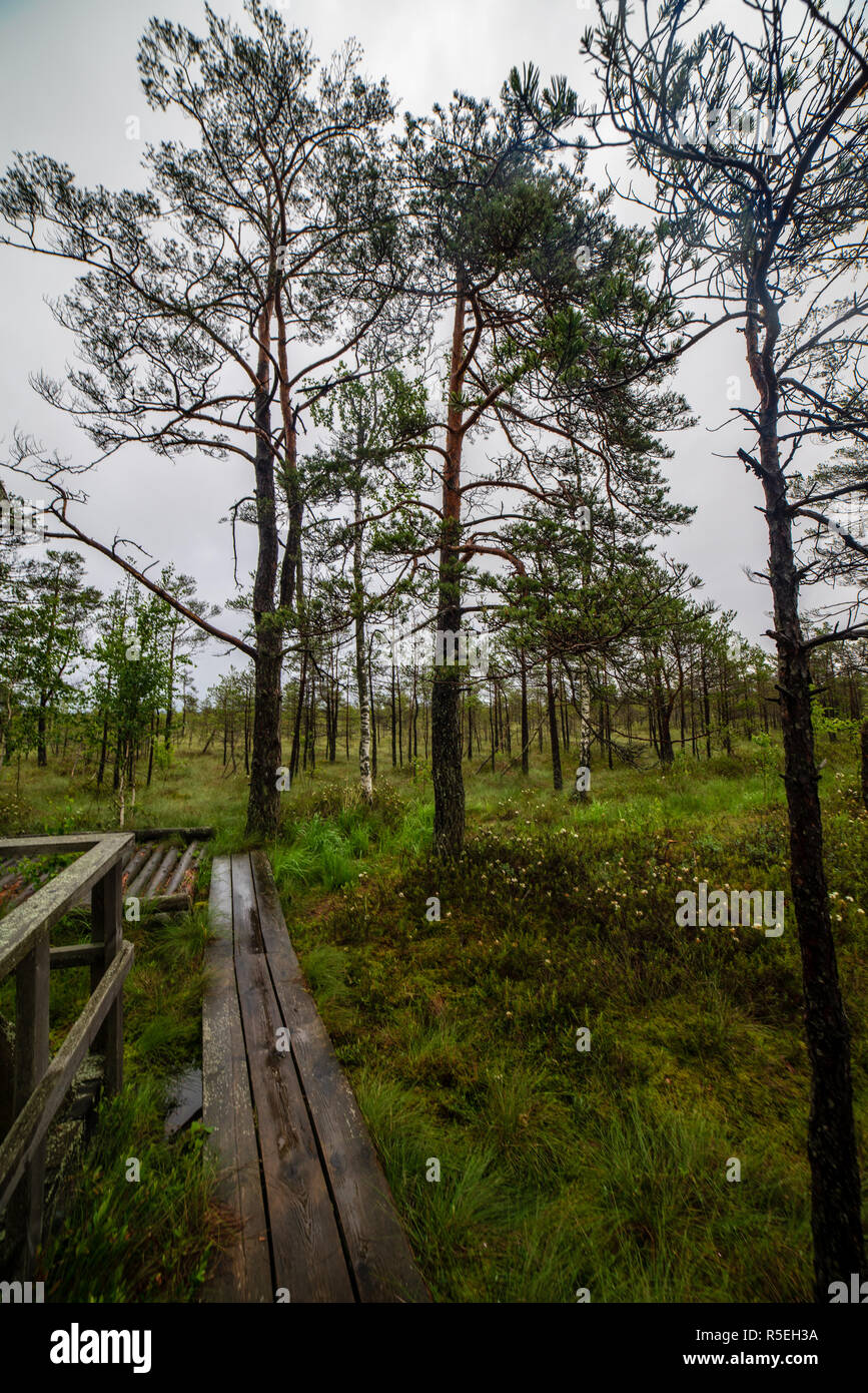 pine tree trunks and branches with green needles in swamp area. bright ...