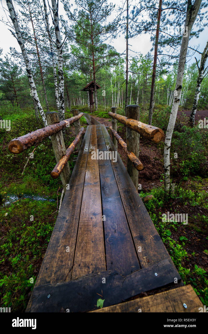 wooden plank footpath boardwalk in swamp area for recreation tourists ...