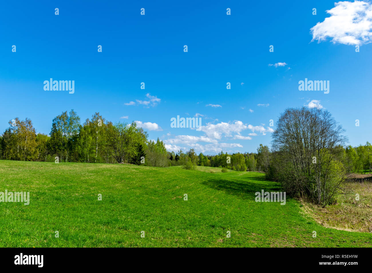 plain simple countryside spring landscape with fresh green meadows and ...