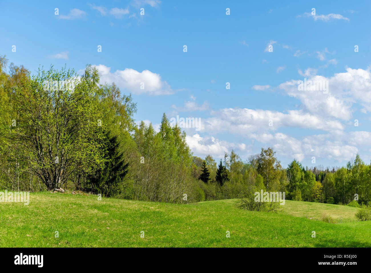 Simple Tree Landscape Photography