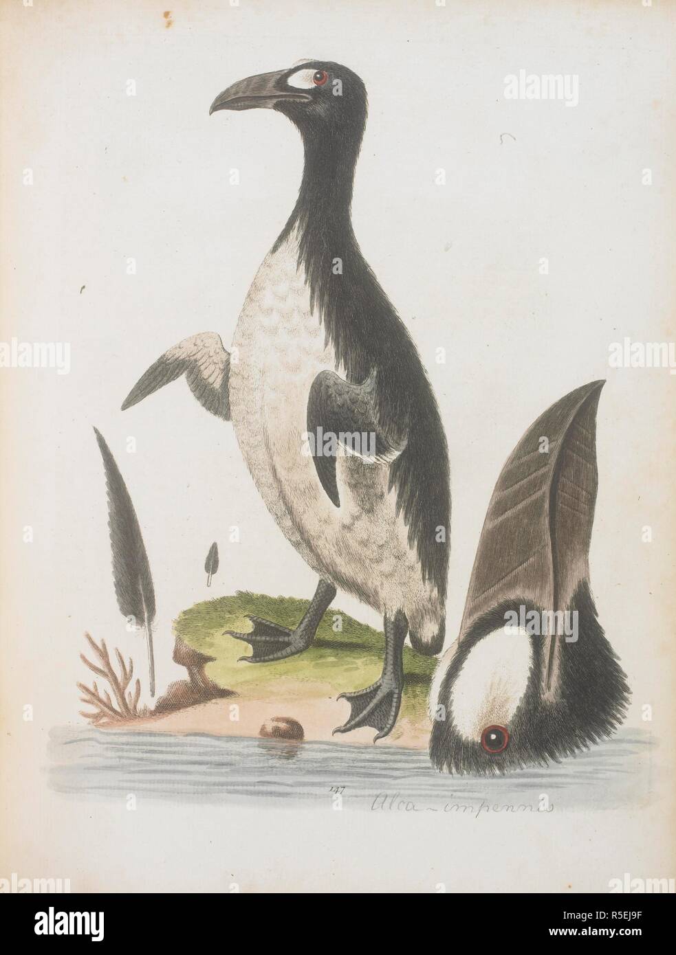 Extinct great auk hi-res stock photography and images - Alamy