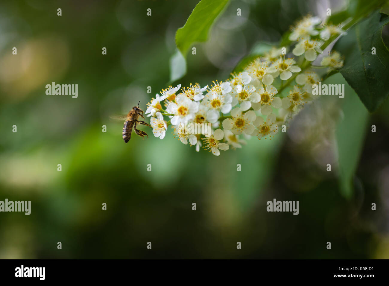 Honey Bee Pollinating Flowers Stock Photo - Alamy