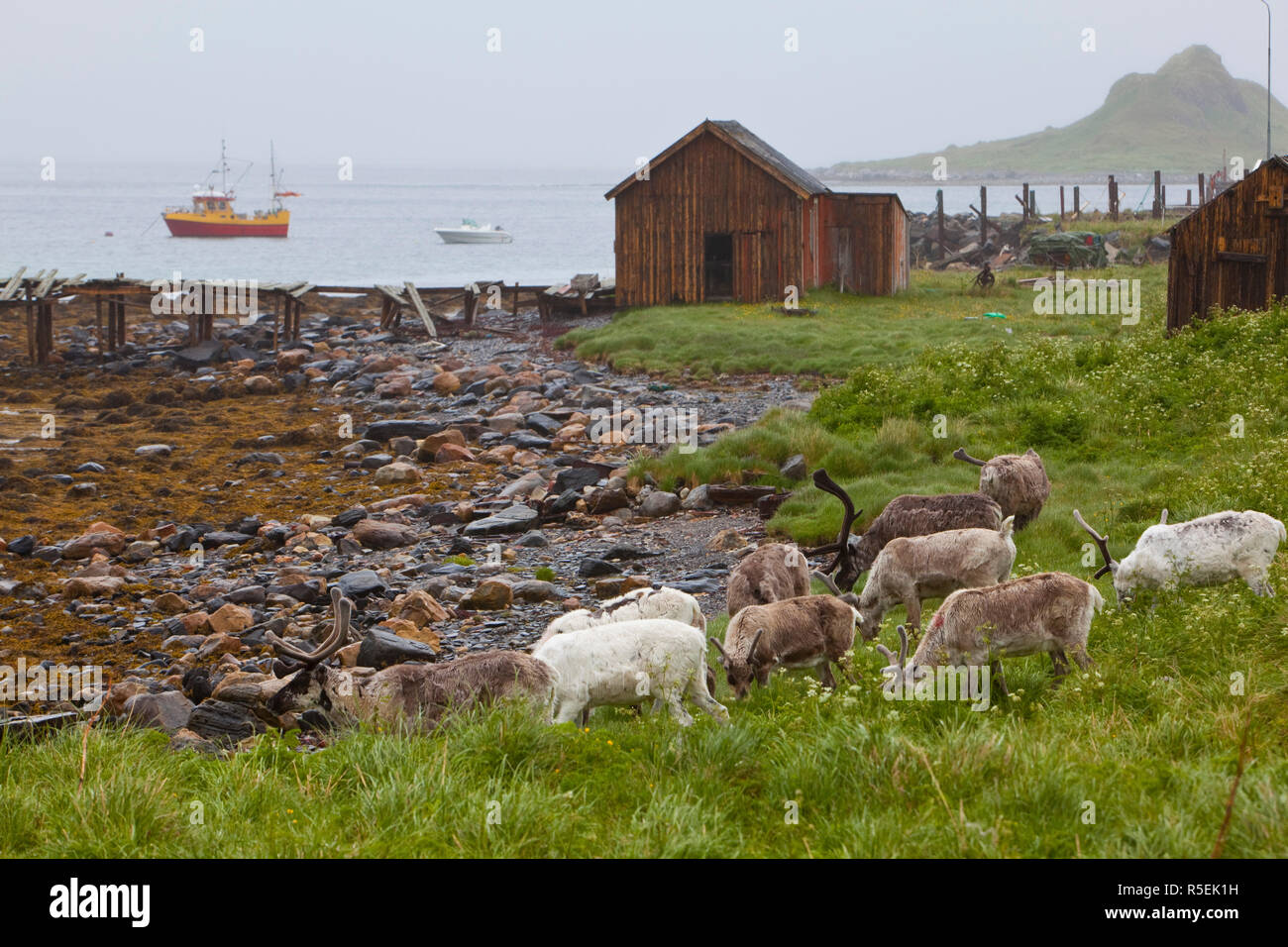 Finnmark reindeer hi-res stock photography and images - Alamy