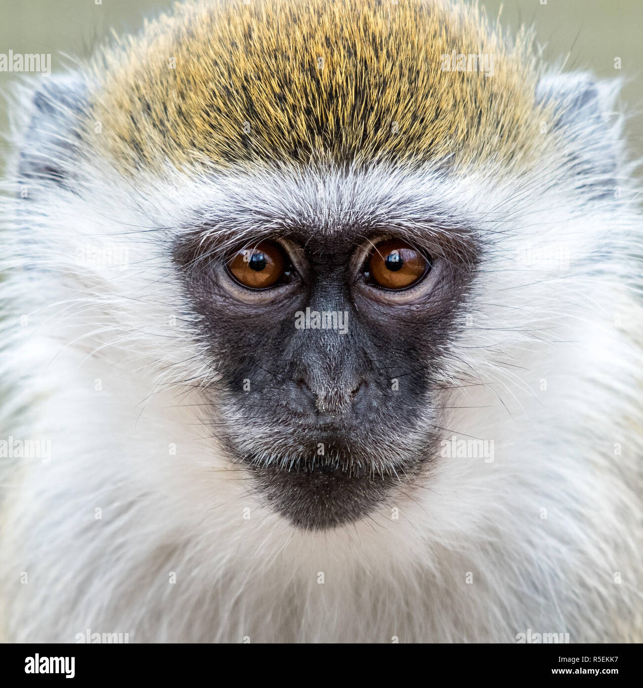 Baby Grivet Monkey IX Stock Photo - Alamy