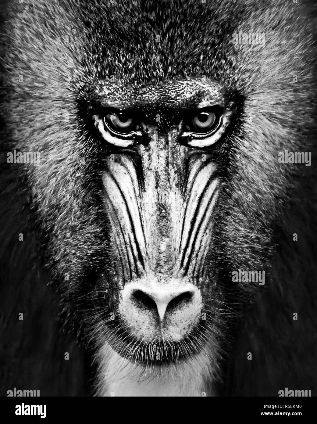 Mammal mandrill Black and White Stock Photos & Images - Alamy