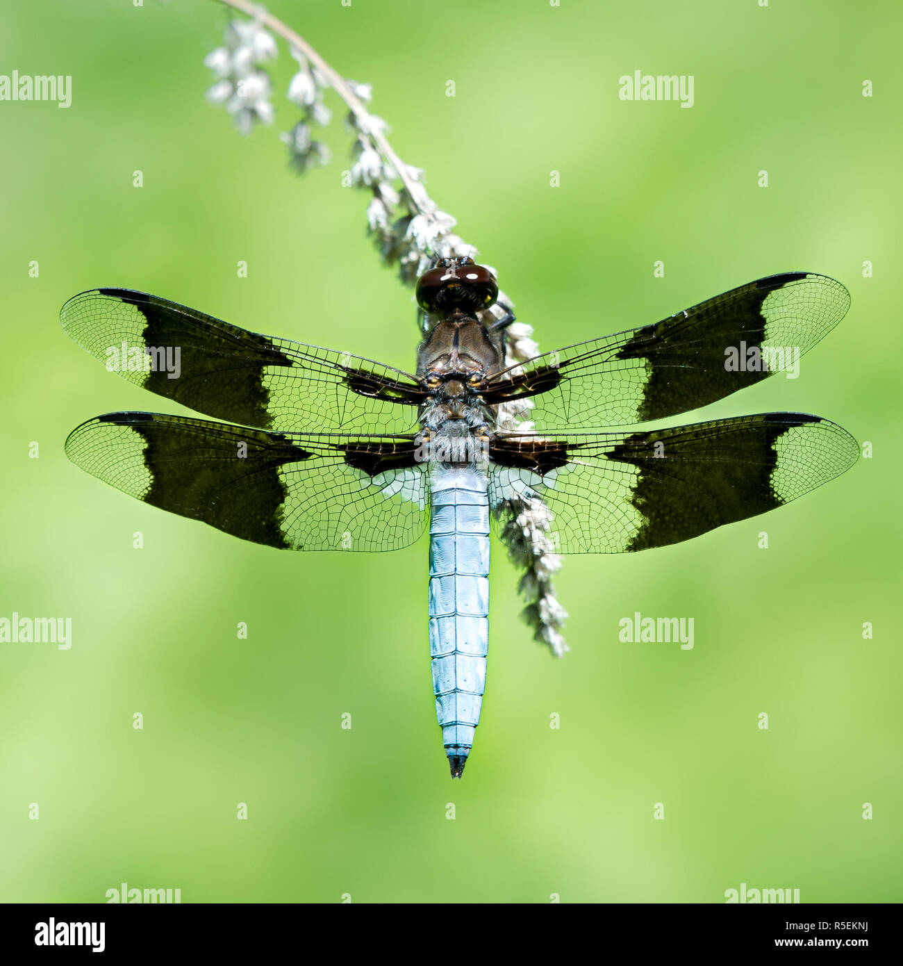 Common Whitetail III Stock Photo - Alamy