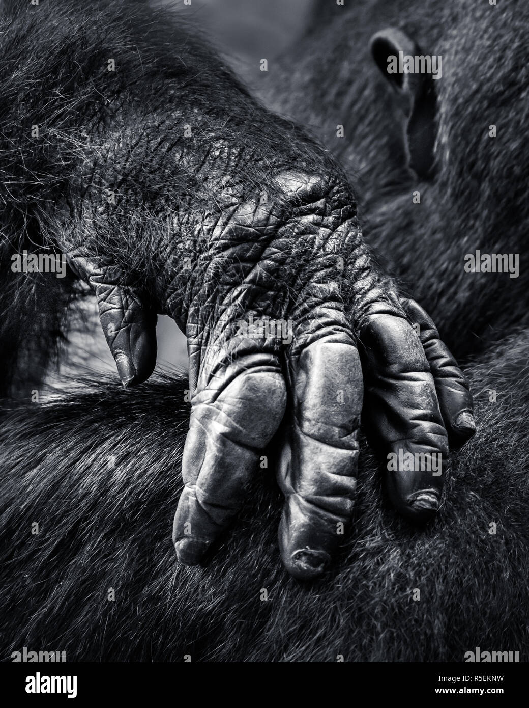 Gorilla hand hi-res stock photography and images - Alamy