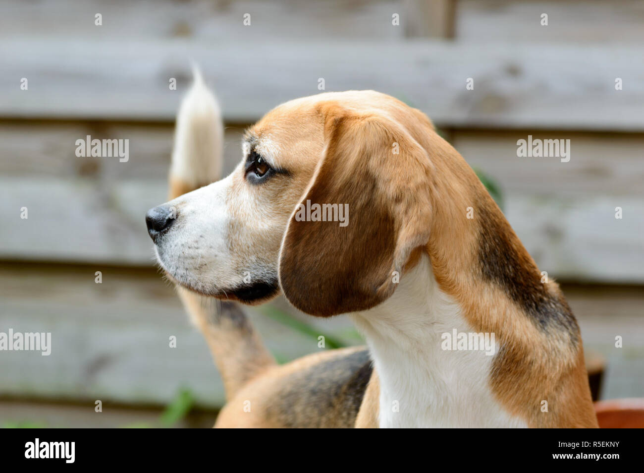 Fell hound hi-res stock photography and images - Alamy