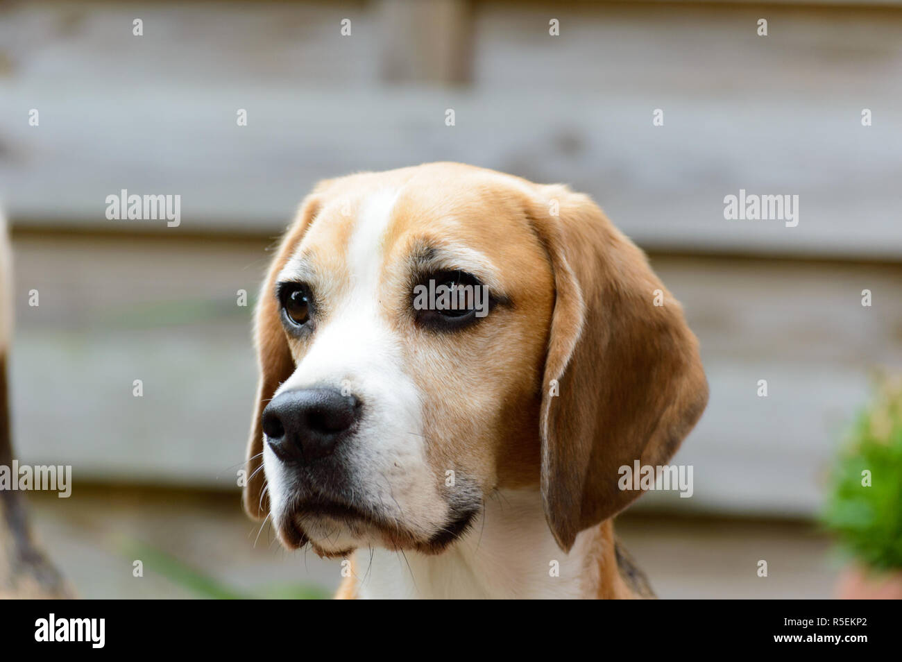 Fell hound hi-res stock photography and images - Alamy
