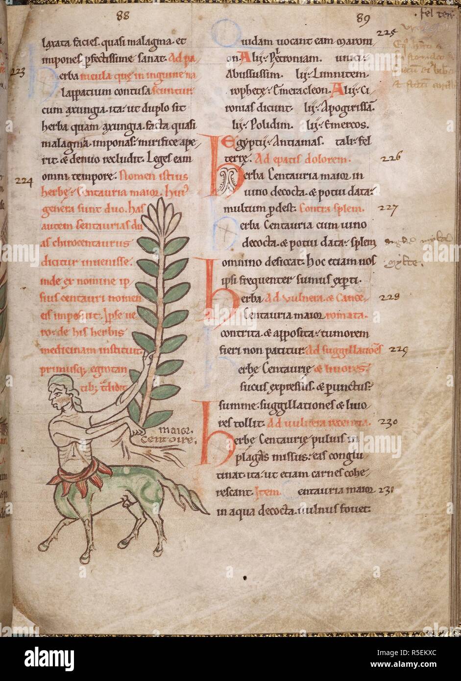 A centaur holding a plant . Medical miscellany of a pharmacopeial ...