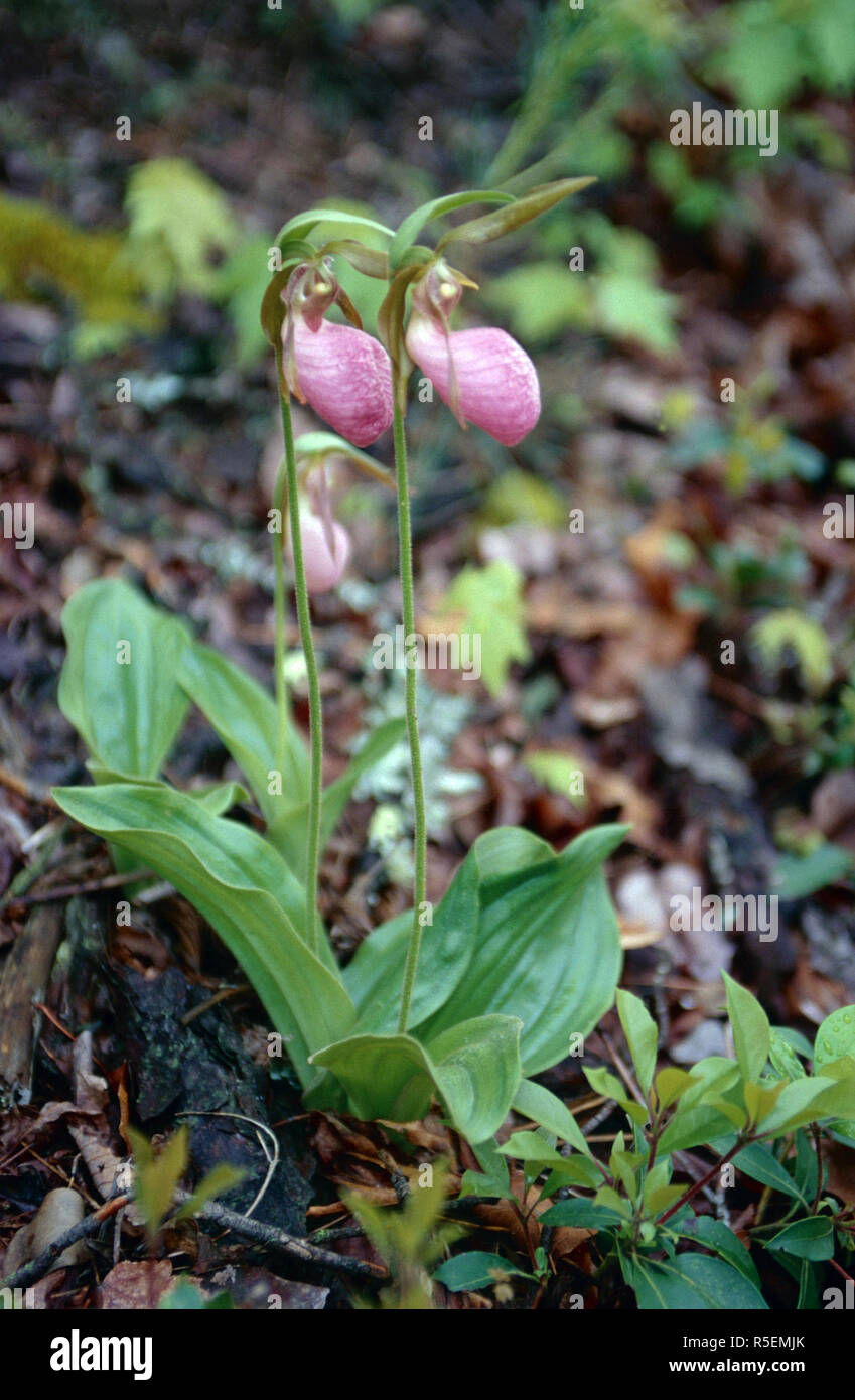 Lady slippers hi-res stock photography and images - Alamy