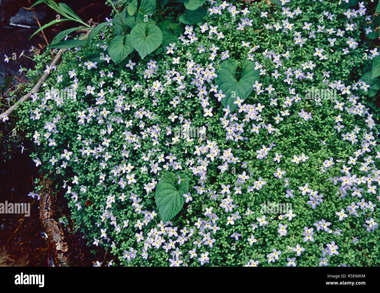 Bluets hi-res stock photography and images - Alamy