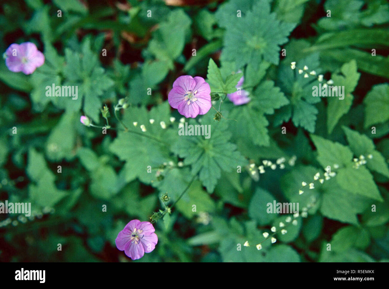 Wild geraniums,Great Smoky Mountains National Park,Tennessee Stock ...