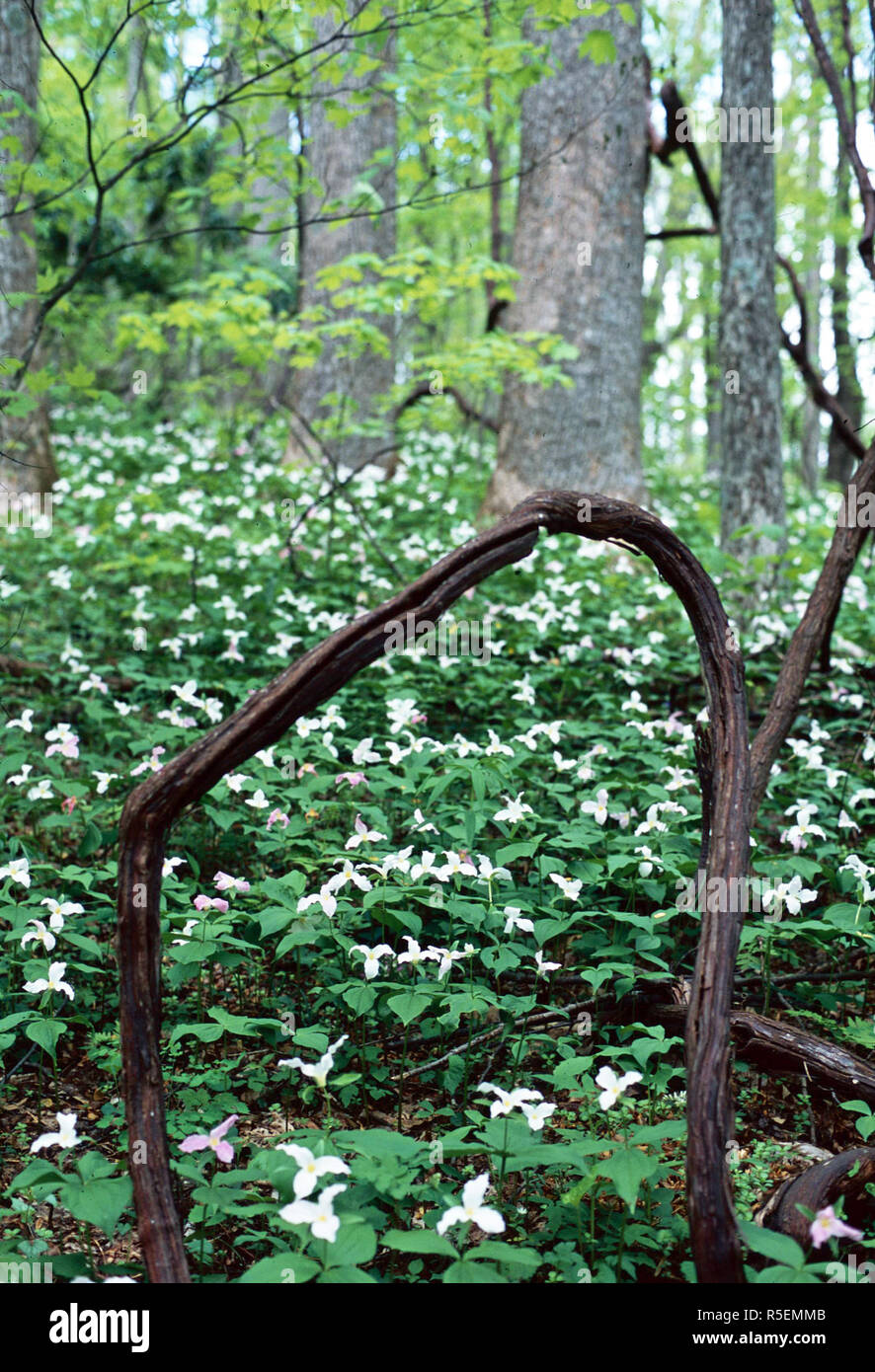 Patch of White trillium,Great Smoky Mountains National Park,Tennessee ...
