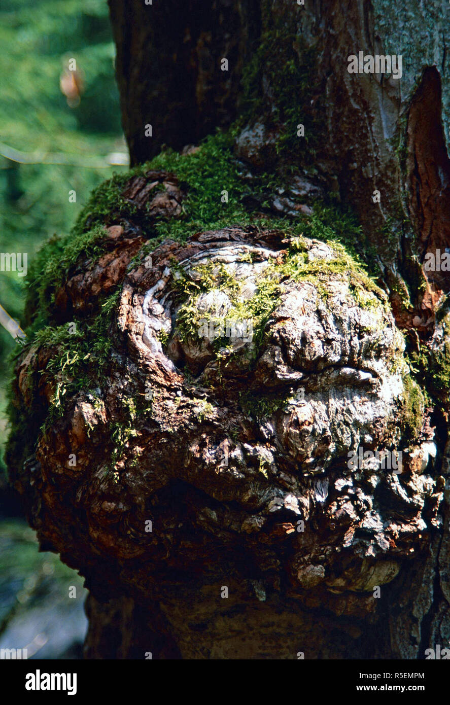 Tree gall hi-res stock photography and images - Alamy