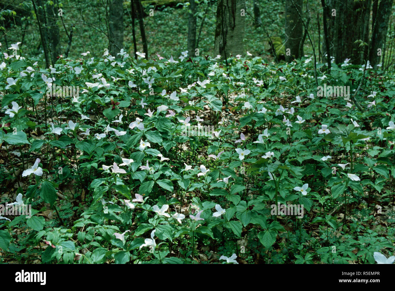 Field of white trillium,Great Smoky Mountains National Park,Tennessee ...
