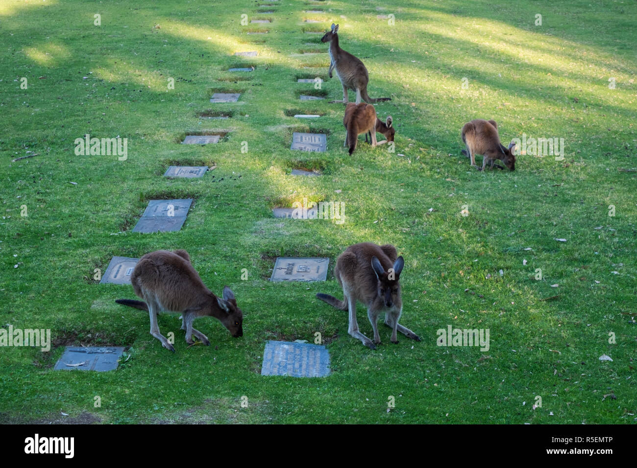 Pinnaroo valley memorial park hi-res stock photography and images - Alamy
