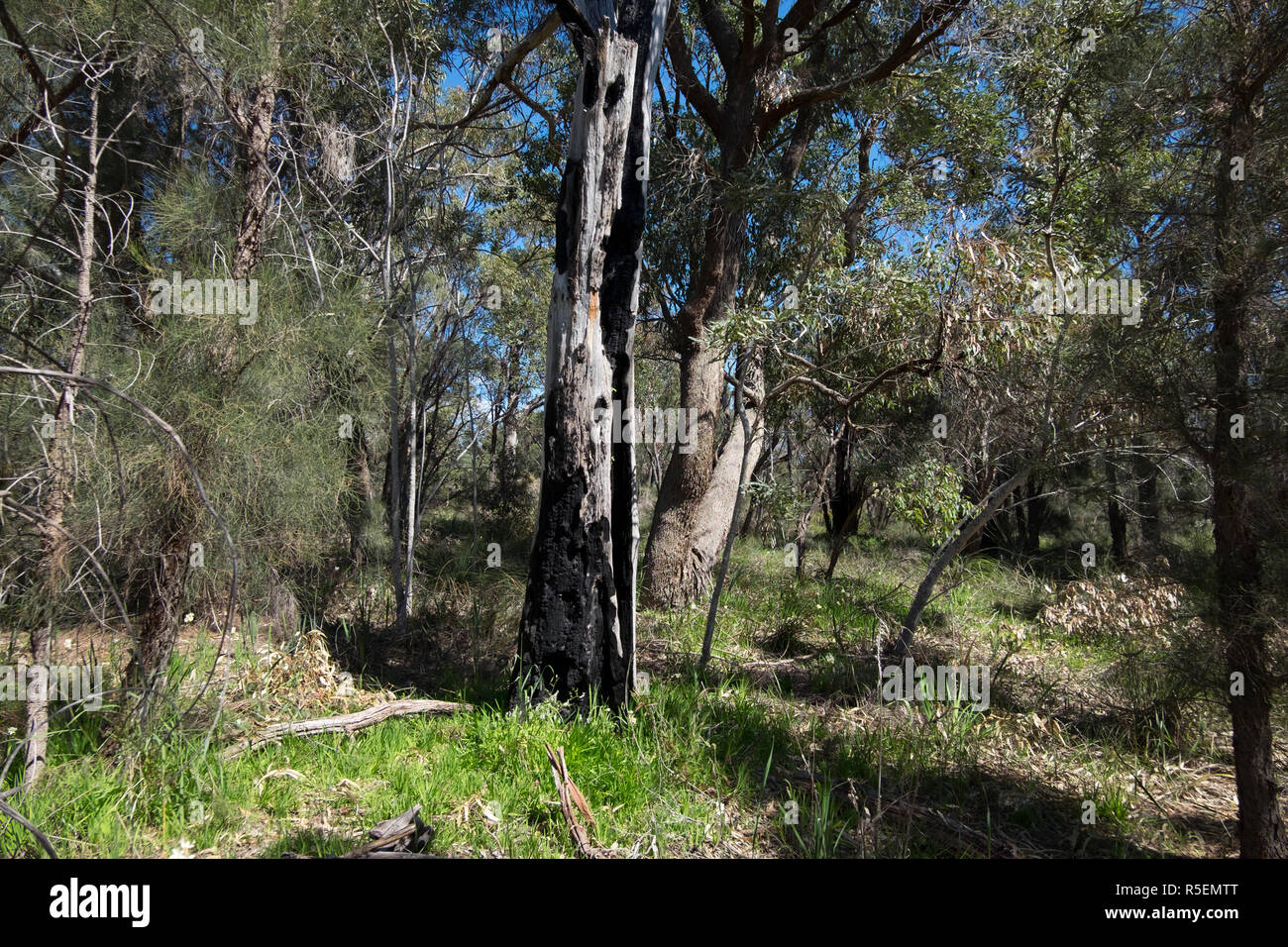 Burned trees with re-growth in King's Park in Perth, Australia Stock ...