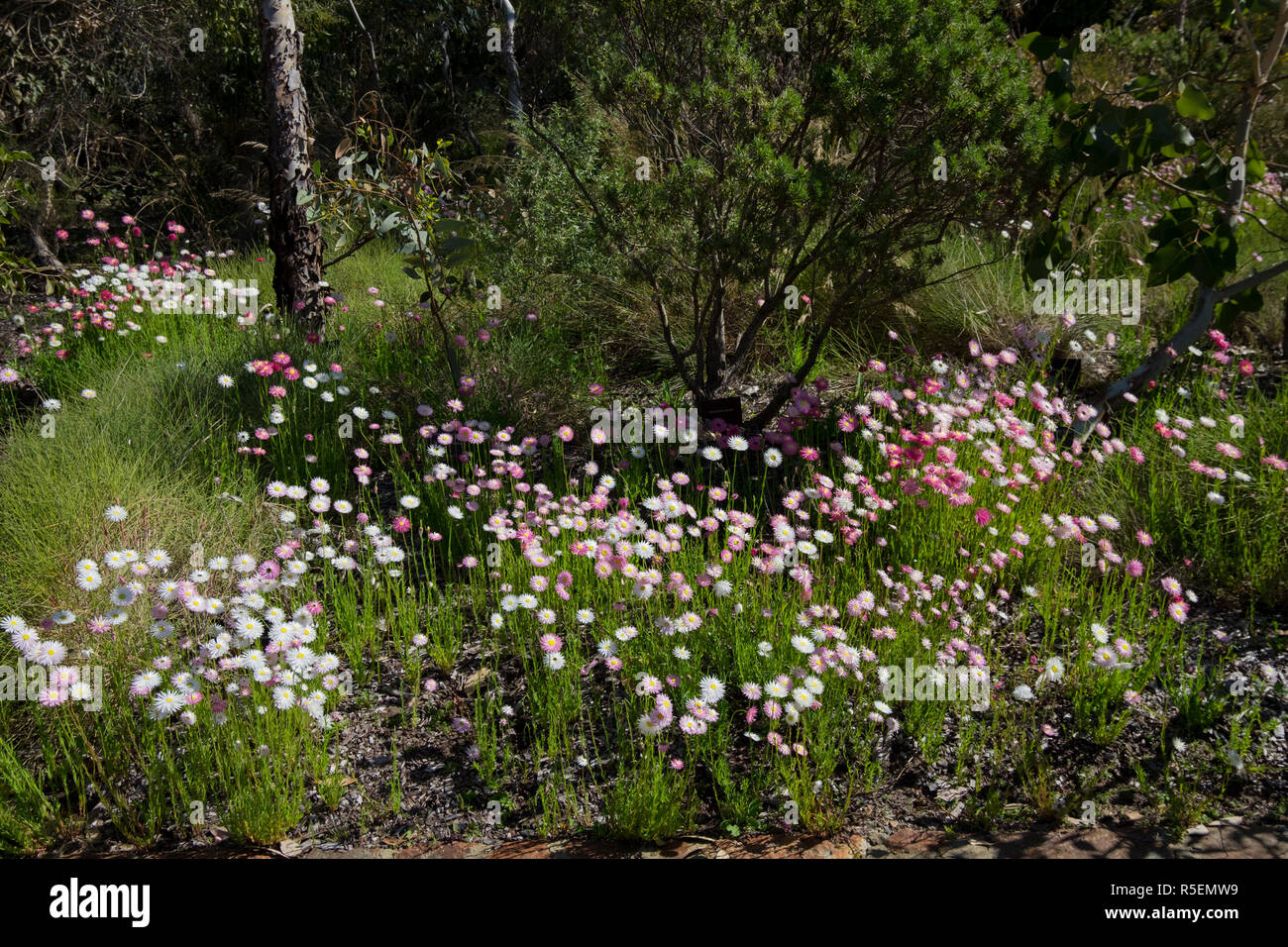 Lovely native wildflowers and local plants at the Botanic Garden in ...