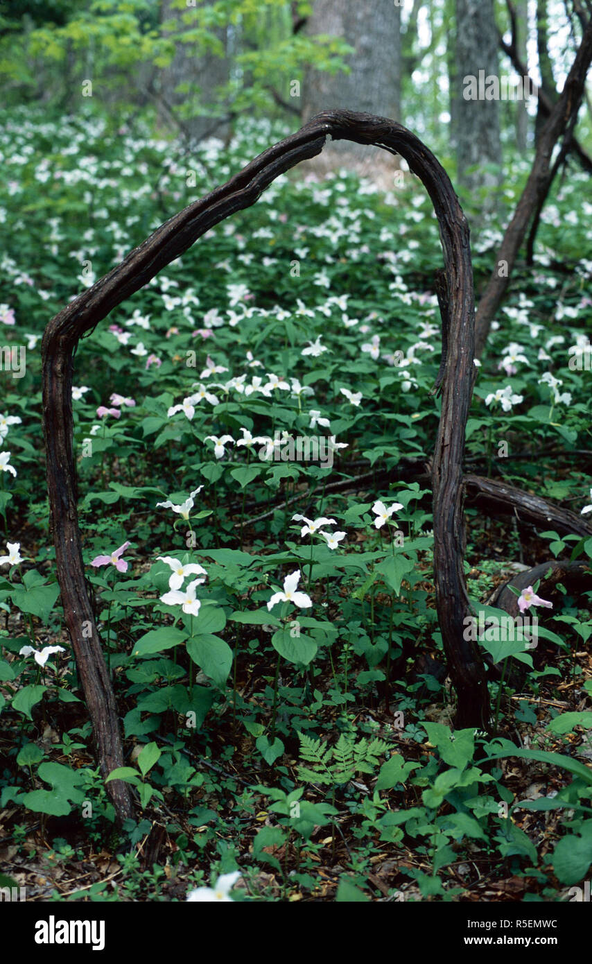 Trillium grandiforum hi-res stock photography and images - Alamy