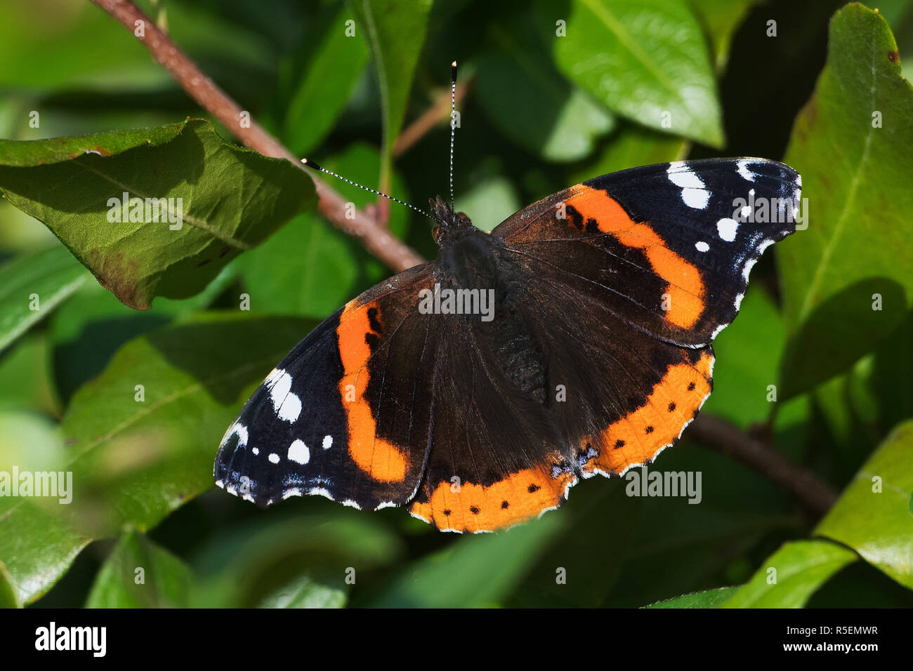 Butterfly portrait hi-res stock photography and images - Alamy