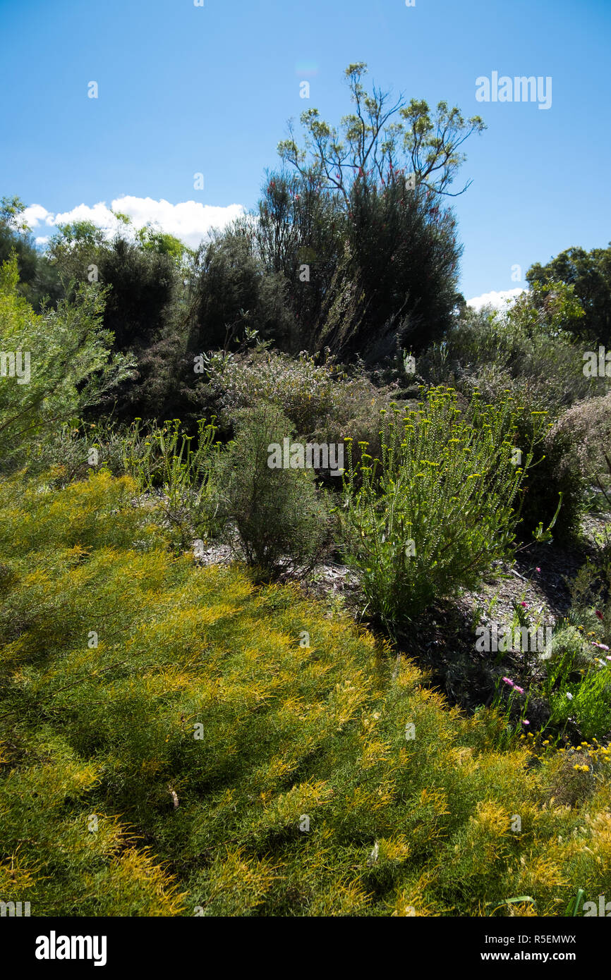 Lovely native wildflowers and local plants at the Botanic Garden in ...
