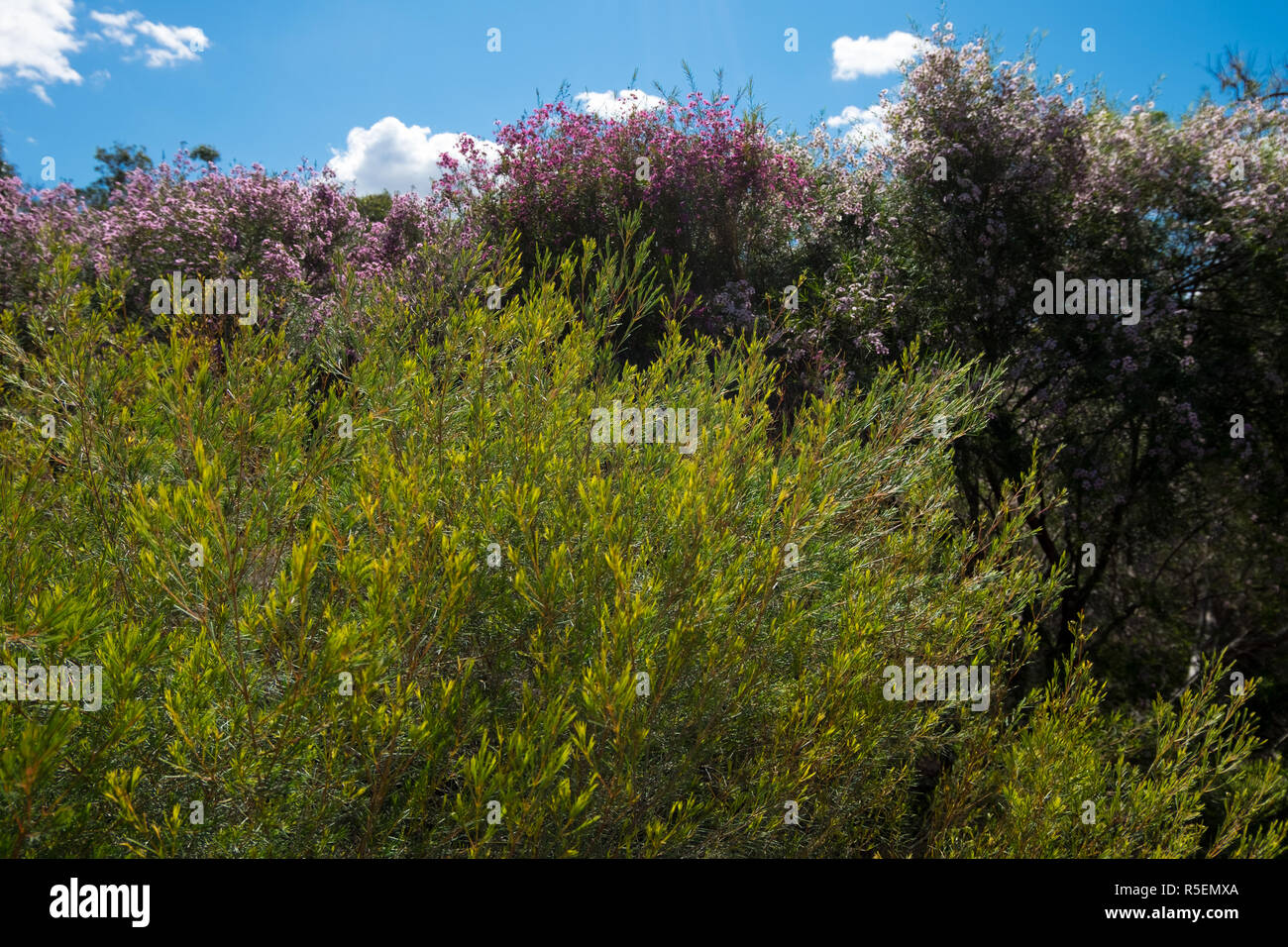 Lovely native wildflowers and local plants at the Botanic Garden in ...