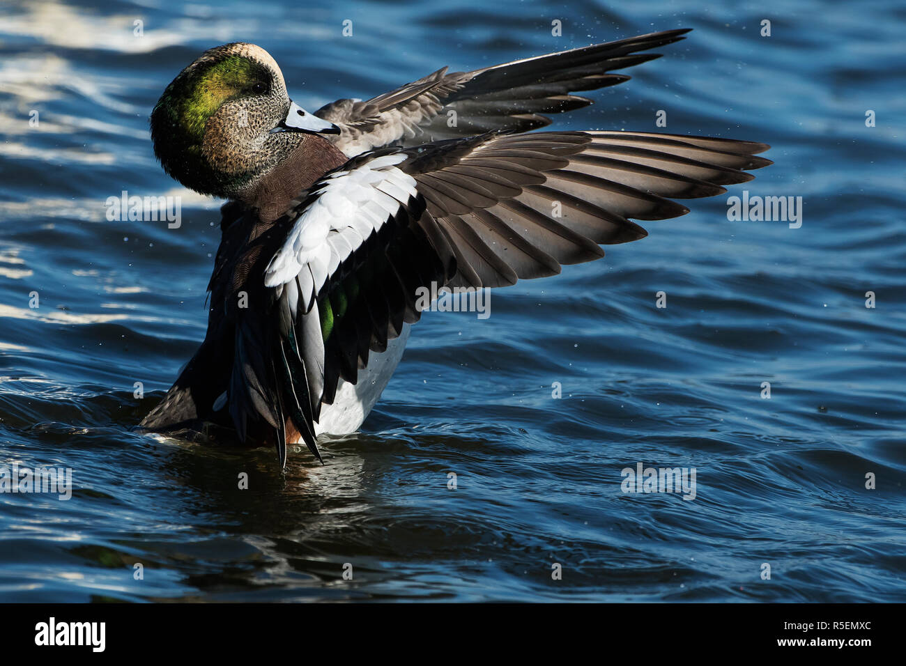 American widgeon hi-res stock photography and images - Alamy
