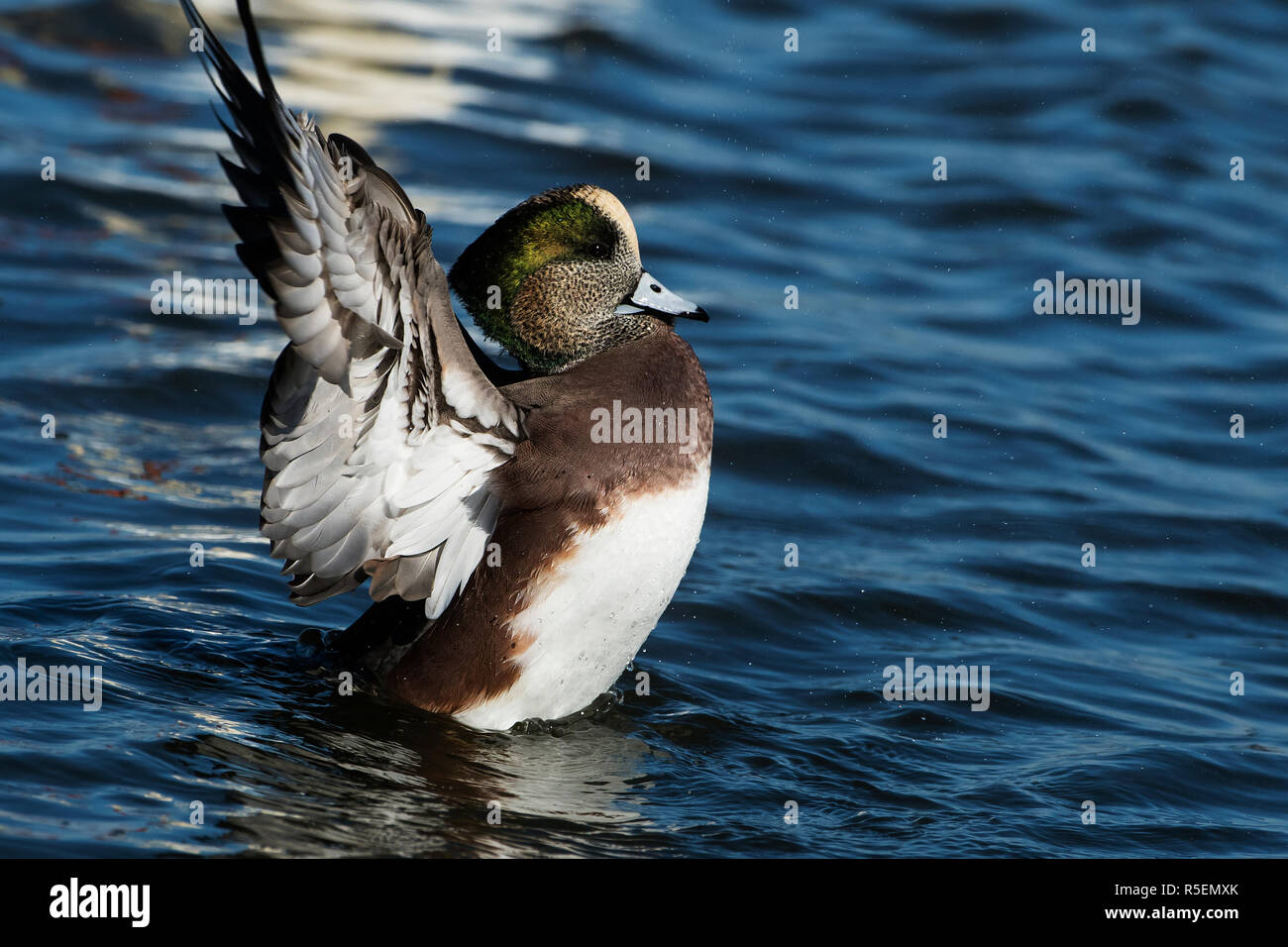 American widgeon hi-res stock photography and images - Alamy