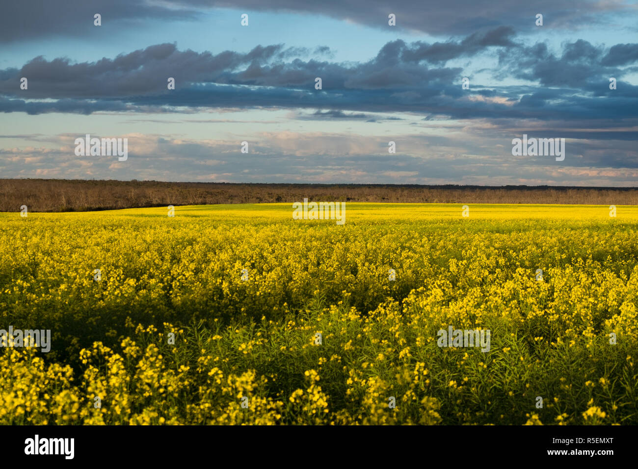 Rapeseed plants hi-res stock photography and images - Alamy