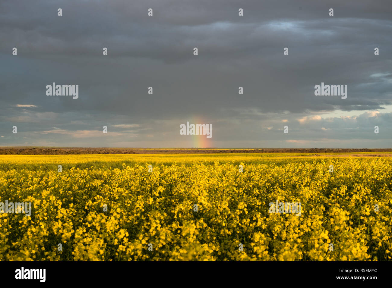 Australian outback plants hi-res stock photography and images - Alamy