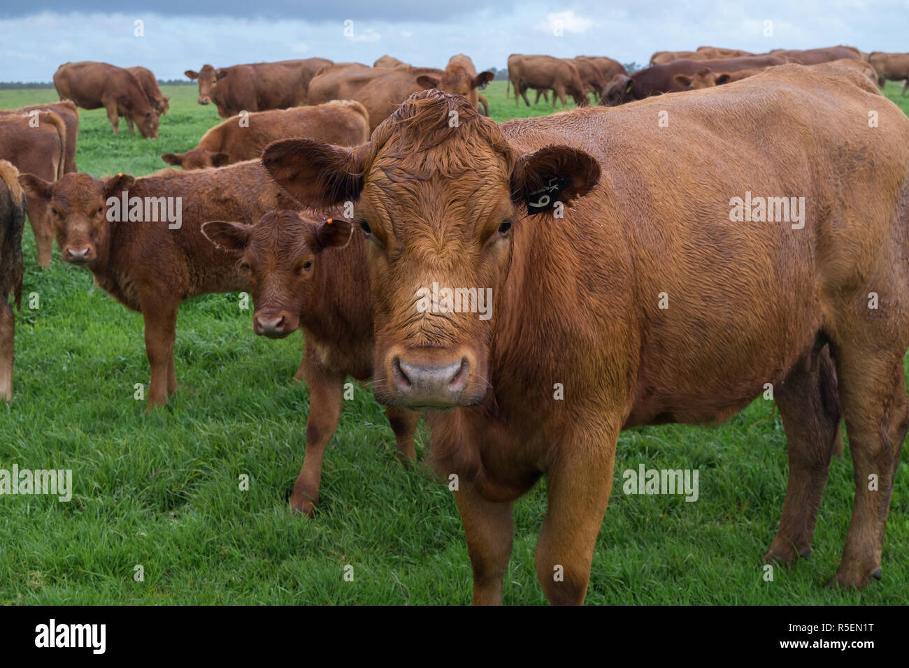 Beautiful brown cows in the rain on a farm near Esperance in Western ...