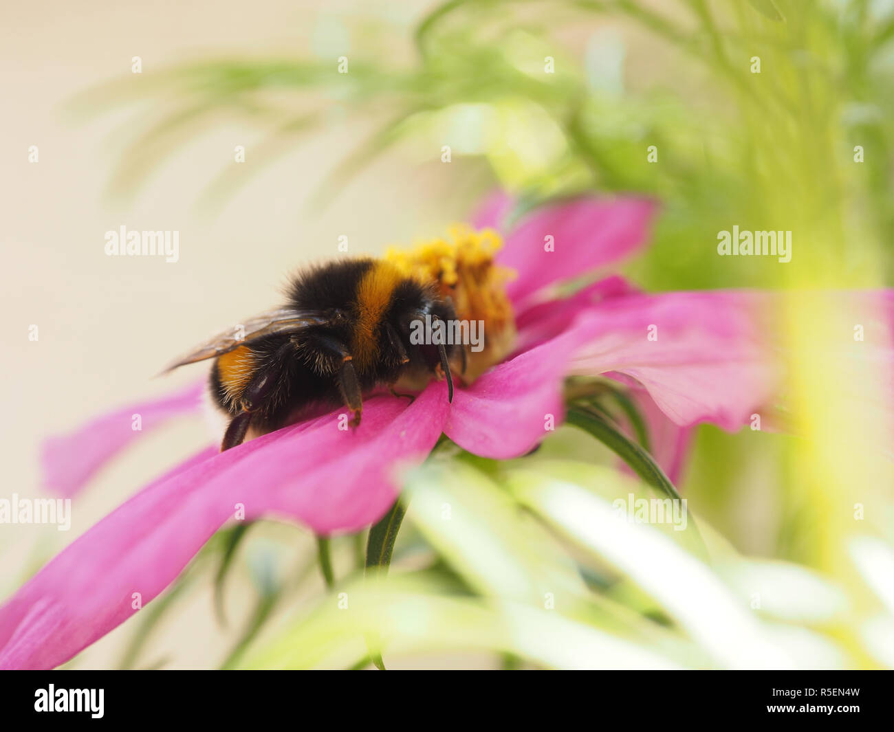 bumble bee having a break Stock Photo - Alamy